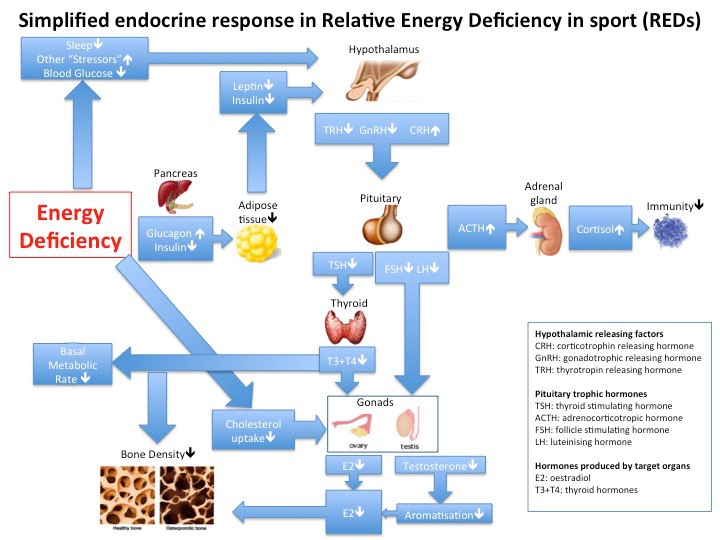 Mechanisms for optimal health...for all athletes! - BJSM blog - social ...