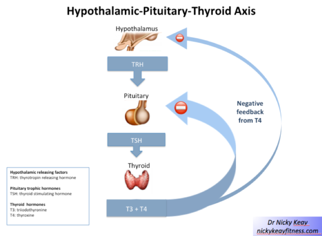 Thyroid Function in Athletes and Dancers - BJSM blog - social media's ...