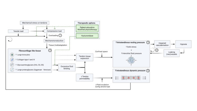 The overlooked role of intratendinous pressure in tendinopathy: A new ...