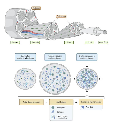 The overlooked role of intratendinous pressure in tendinopathy: A new ...