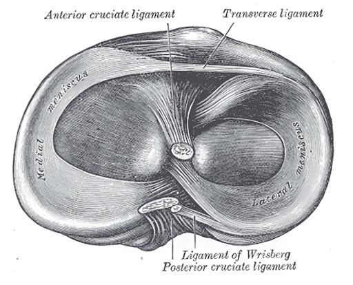 The MSK playbook – Meniscal Knee Injuries - BJSM blog - social media's ...