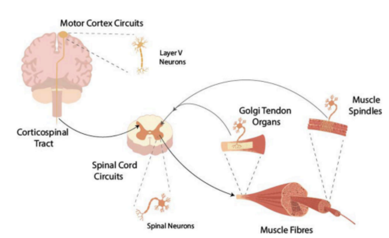 An additional response: The ‘nervy’ business of T-junction hamstring ...