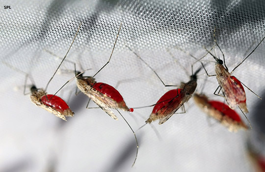 Malaria, mangroves, and migration: challenges for small island ...