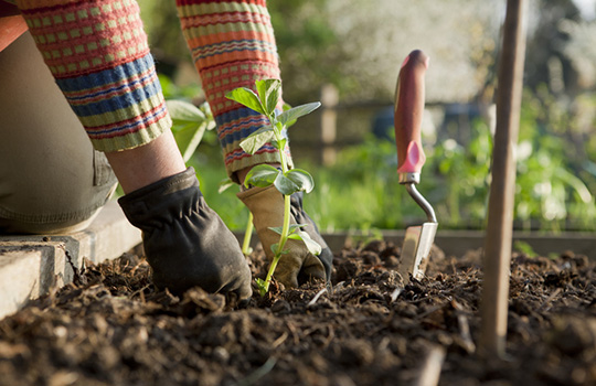 Building back better with a National Nature Service - The BMJ