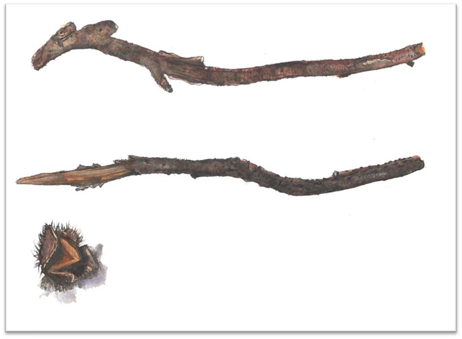 Lessons from beech masts, for clinical practice and beyond. By Gemma ...