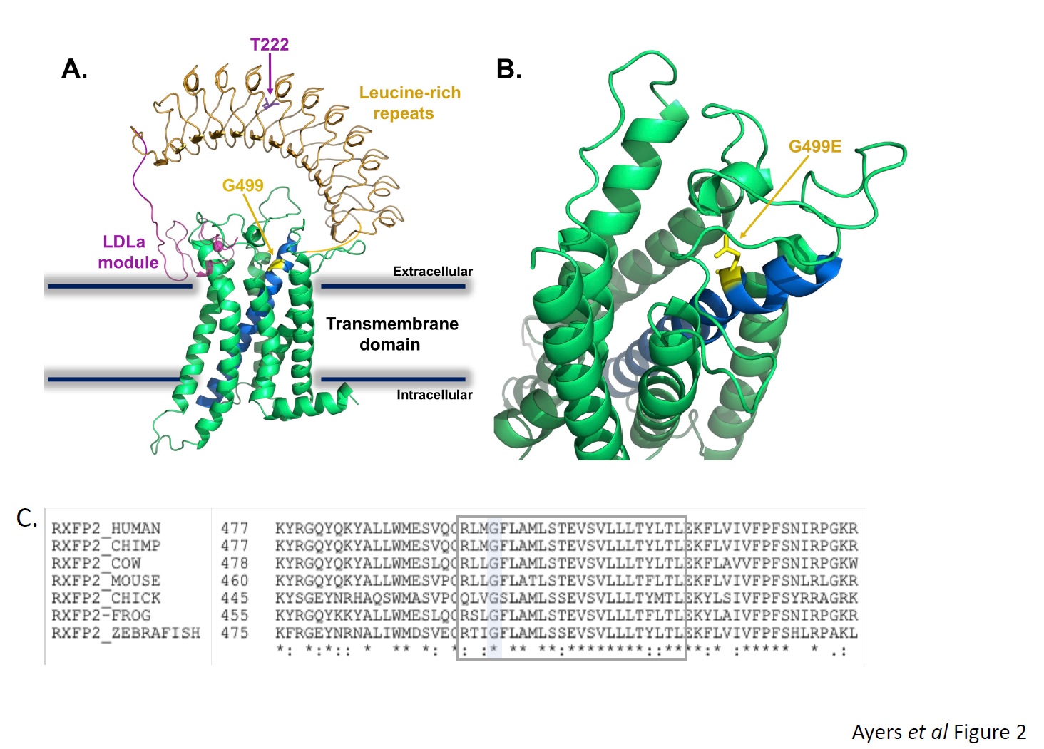 Familial bilateral cryptorchidism is caused by recessive variants in ...