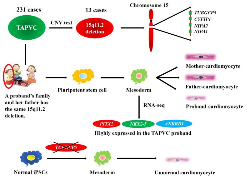 15q11.2 deletion is enriched in patients with total anomalous pulmonary ...