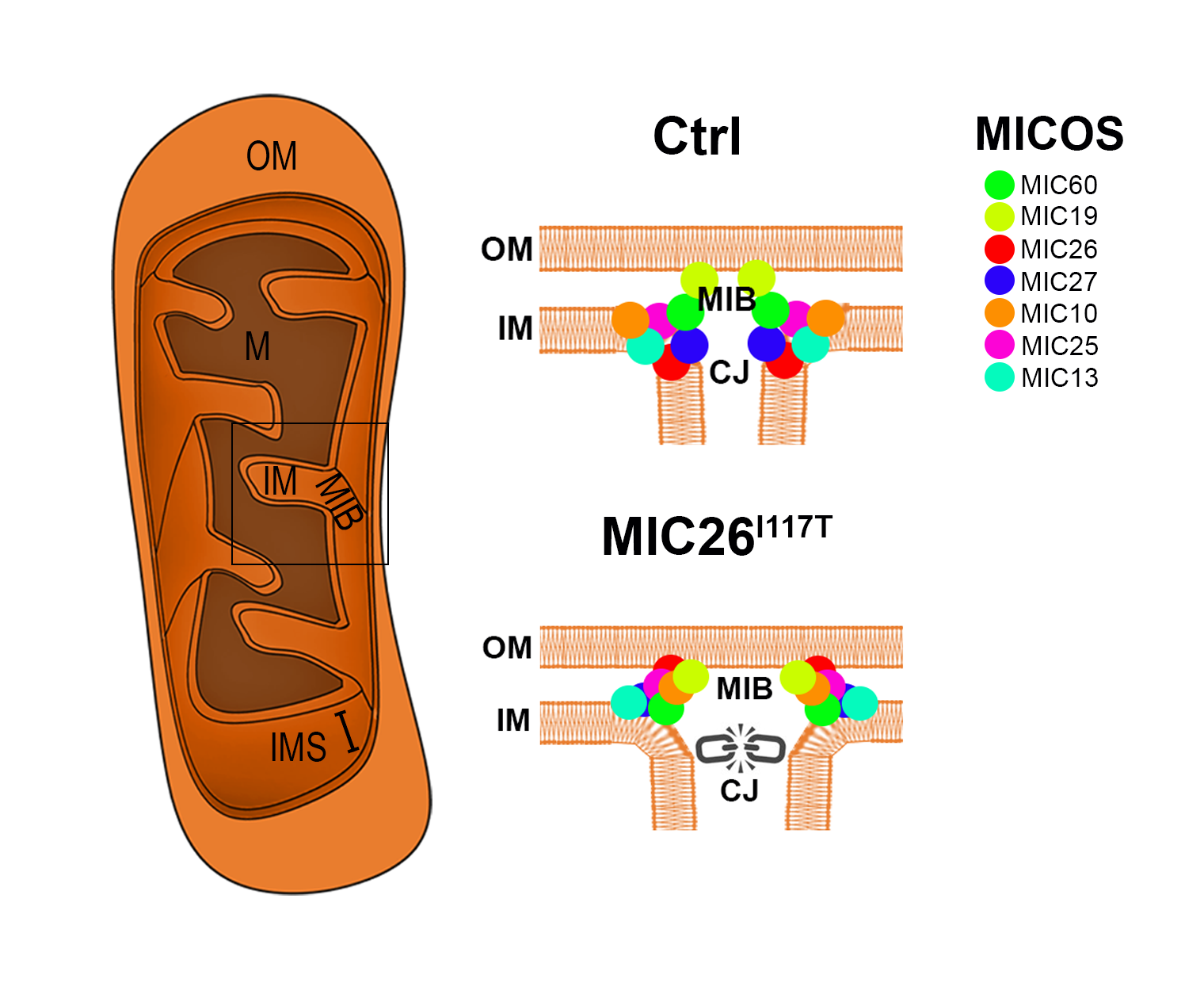 A component of MICOS (APOO/MIC26) associated with a new X-linked ...