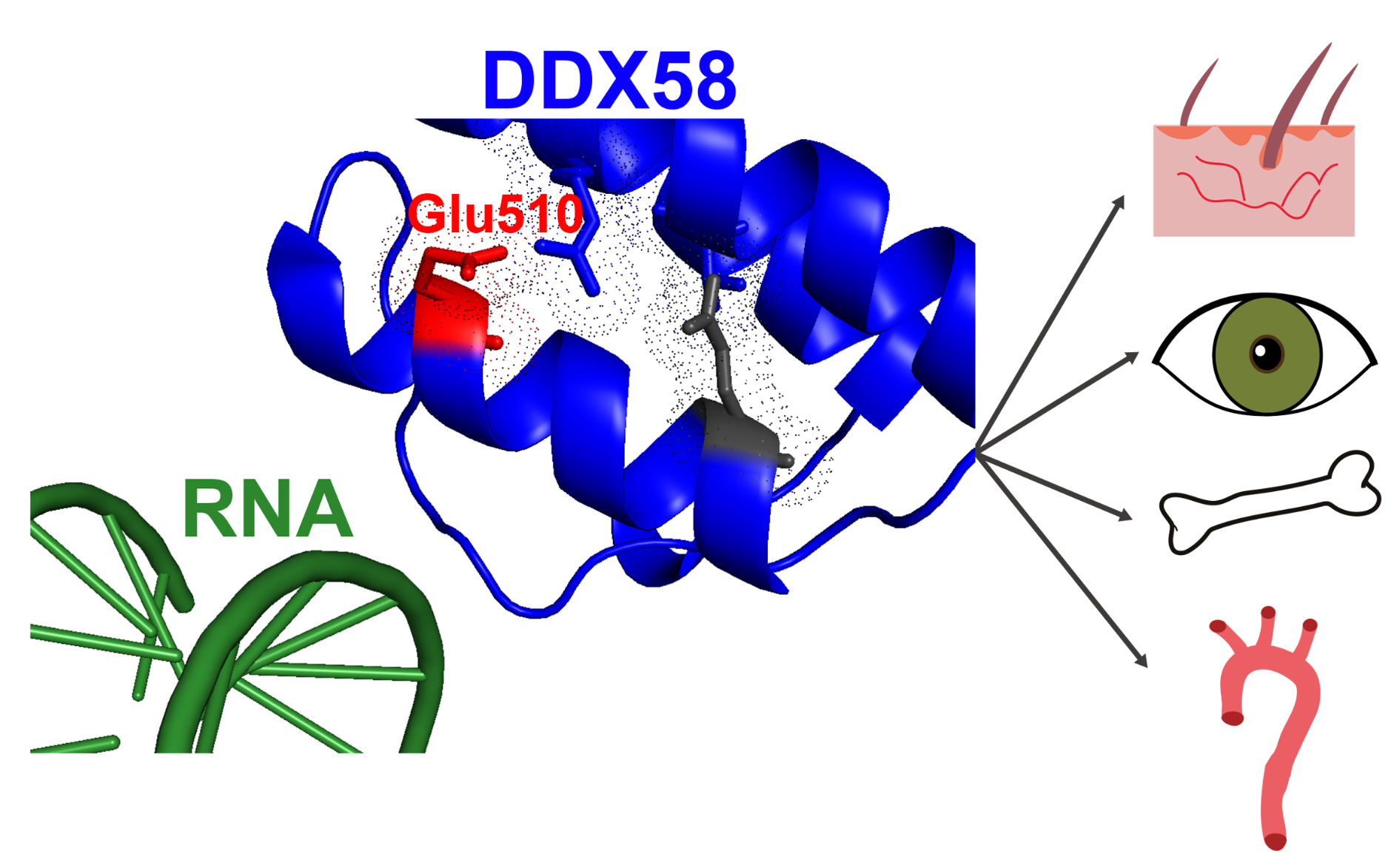 DDX58(RIG-I)-related disease is associated with tissue-specific ...