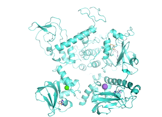 Variable skeletal phenotypes associated with biallelic variants in ...