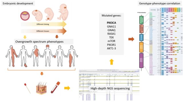 Genotypes and phenotypes heterogeneity in PIK3CA-related overgrowth ...
