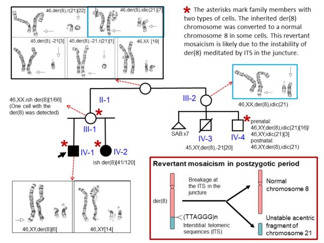 Recurring germline mosaicism in a family due to reversion of an ...