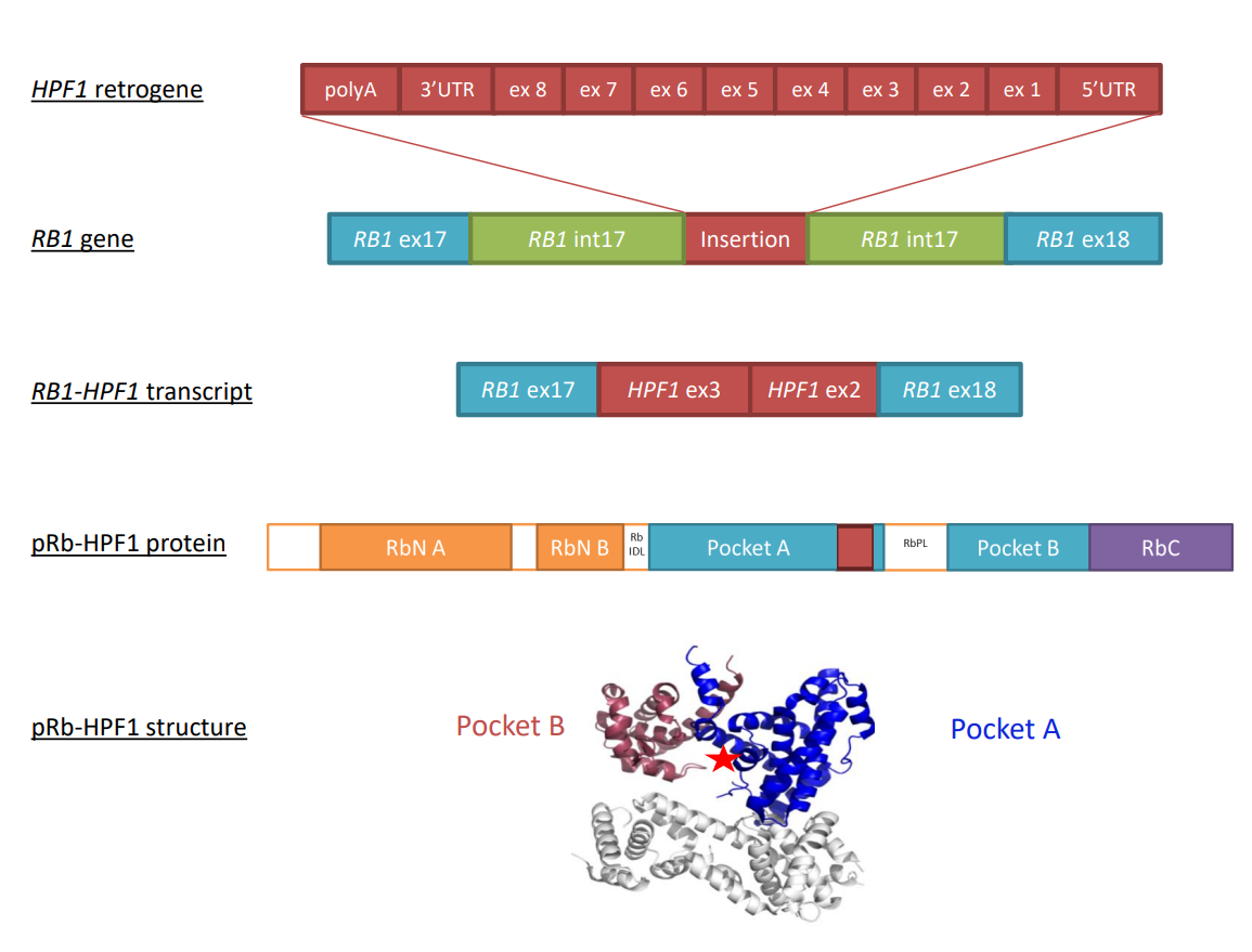 Germline HPF1 retrogene insertion in RB1 gene involved in cancer ...
