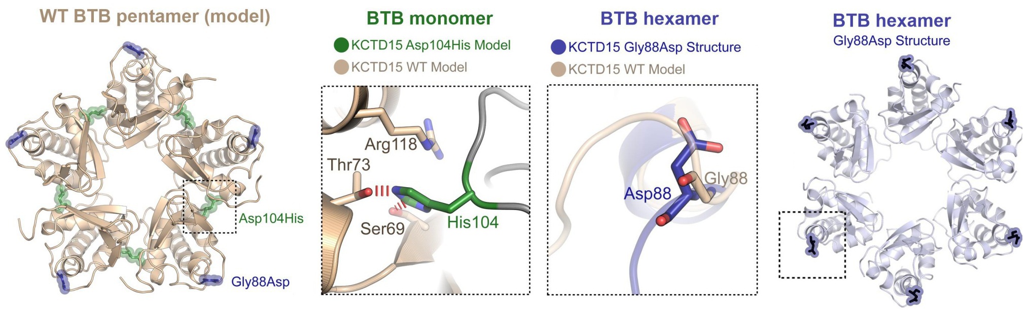 BTB domain mutations perturbing KCTD15 oligomerisation cause a ...
