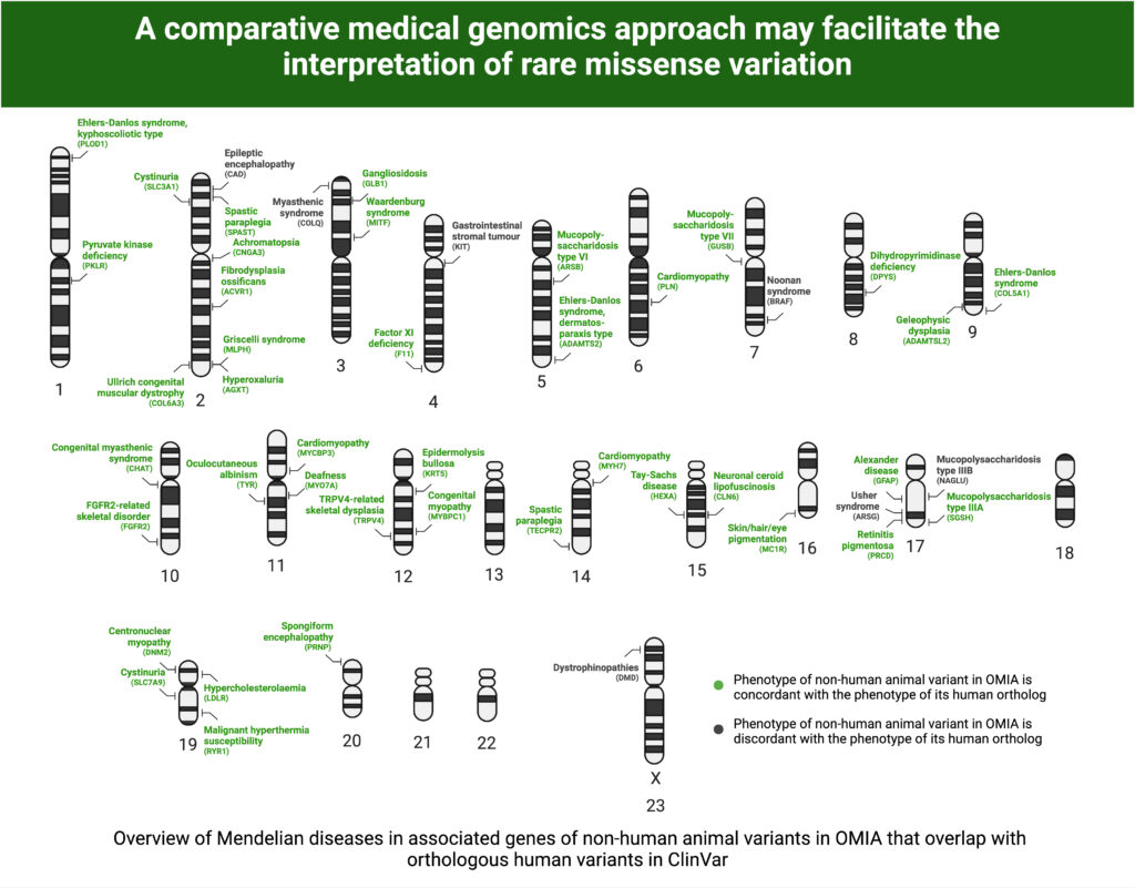 A comparative medical genomics approach may facilitate the interpretation of rare missense ...