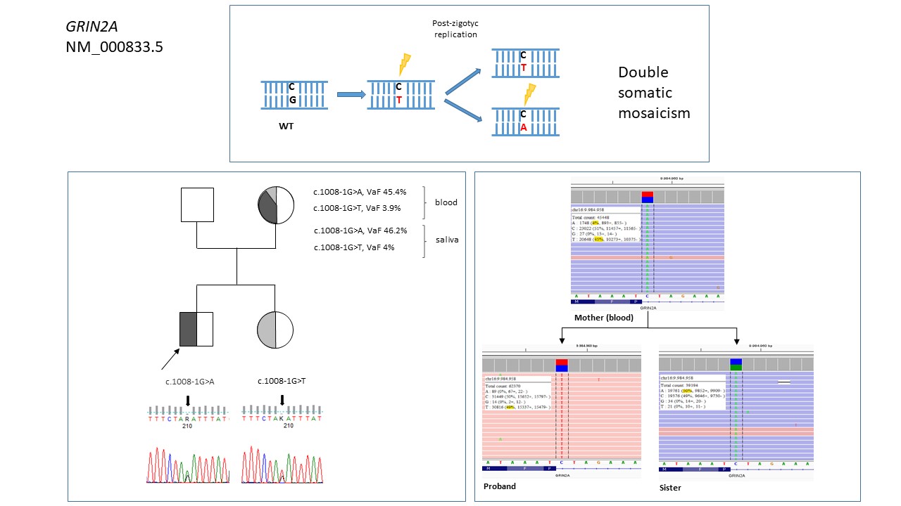 Double gonosomal mosaicism as an unusual hereditary mechanism in ...