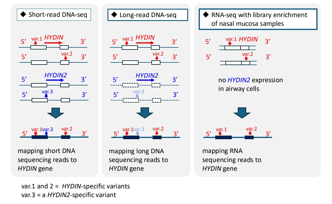 Robust detection of pathogenic HYDIN variants that cause primary ...