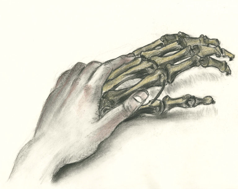 New Site “ArtandAnatomy.com” Illustrates Complex Beauty of the Body’s ...