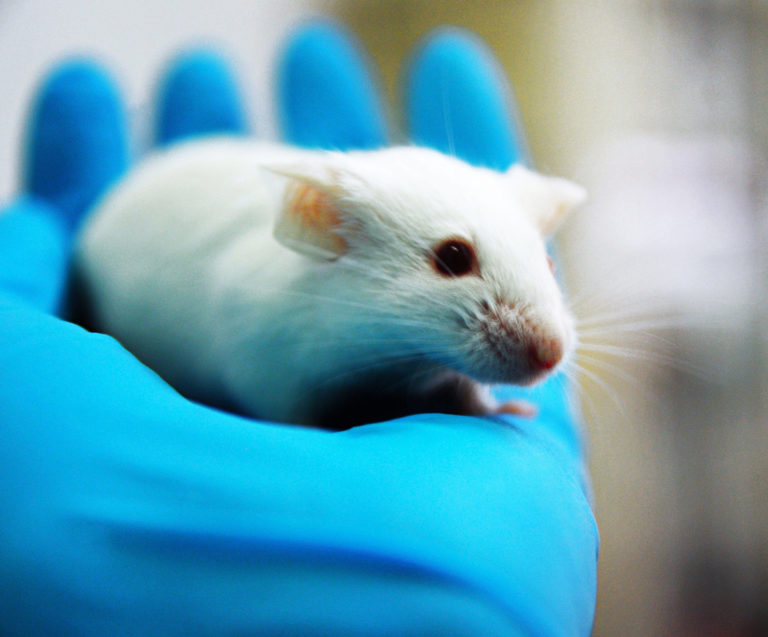 Drug Discovery and Preclinical Drug Development – Have Animal Studies ...