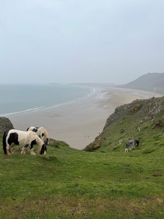 What did a Welsh Spring Teach Me About Palliative Care? – BMJ ...